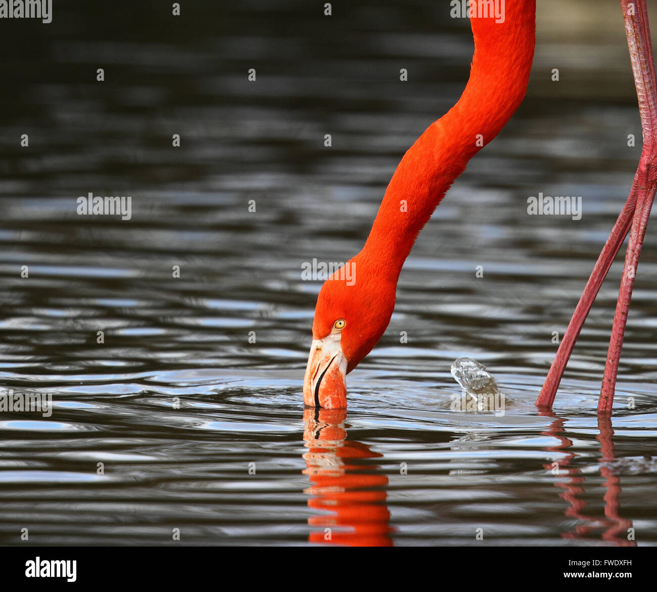 Caribbean Flamingo (Phoenicopterus ruber Stock Photo - Alamy