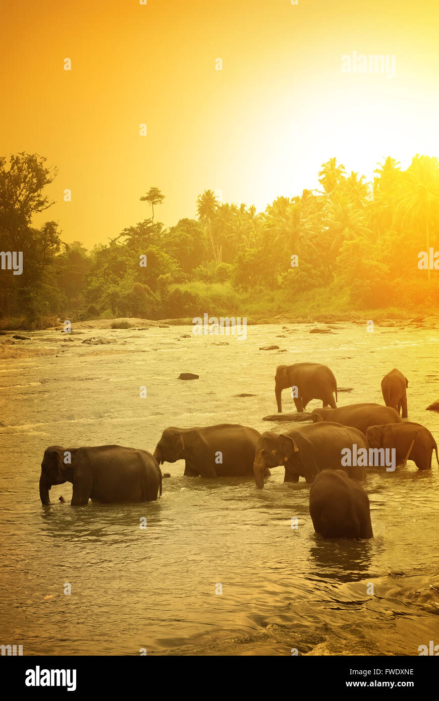 Elephants Sunrise For