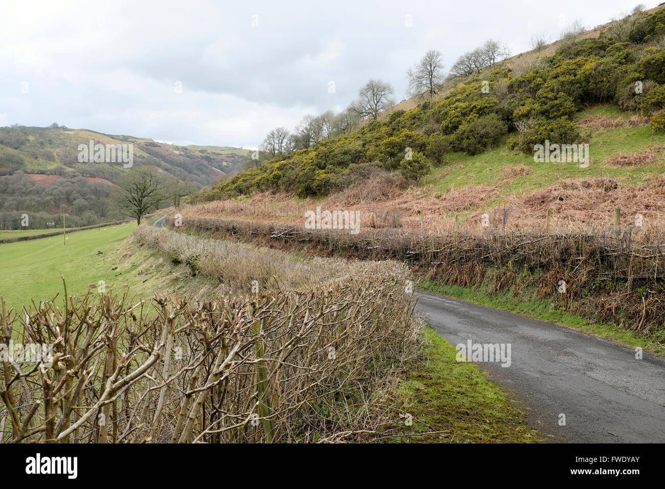 Gorse hedge lane hi-res stock photography and images - Alamy