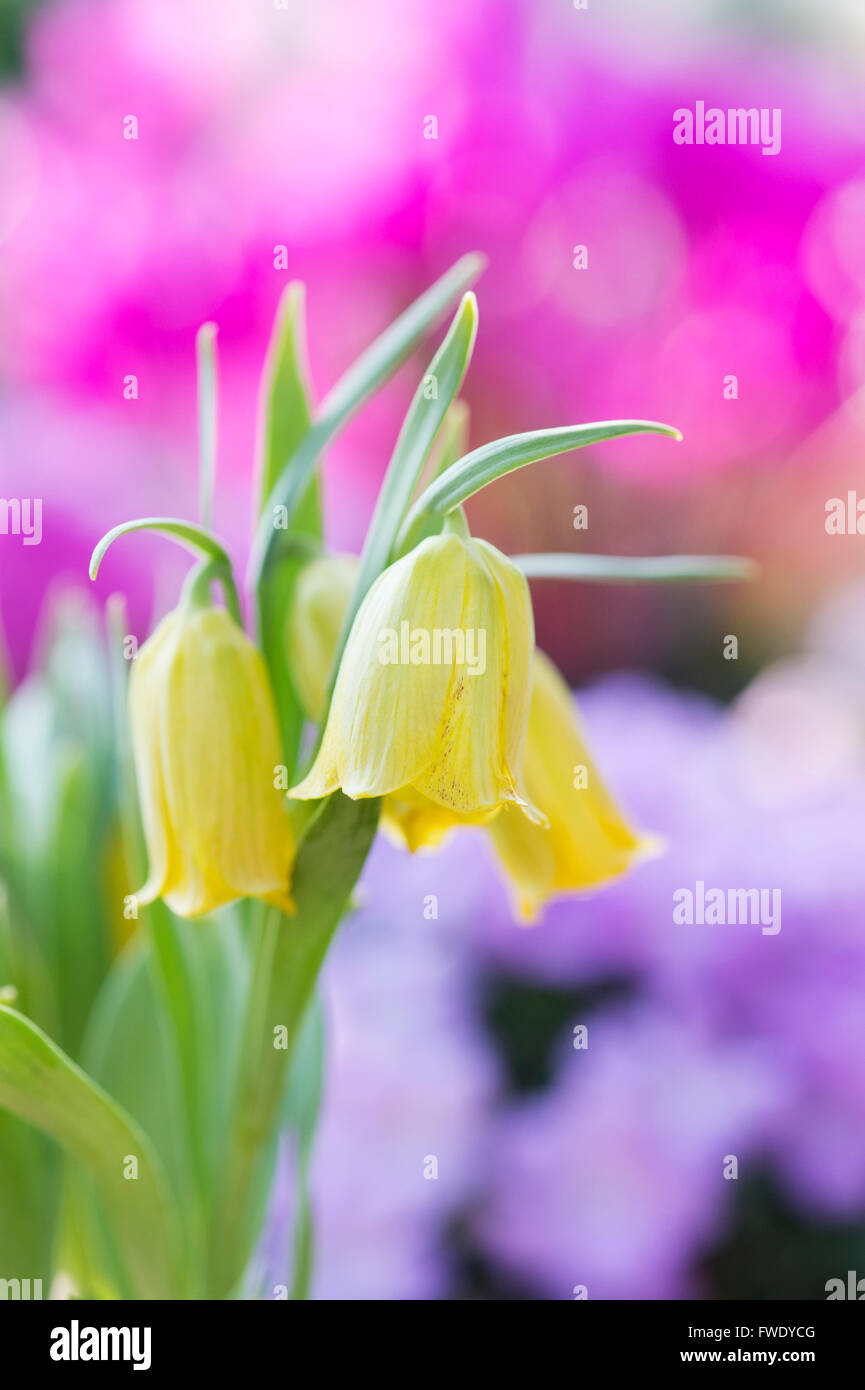 Middle eastern flower hi-res stock photography and images - Alamy