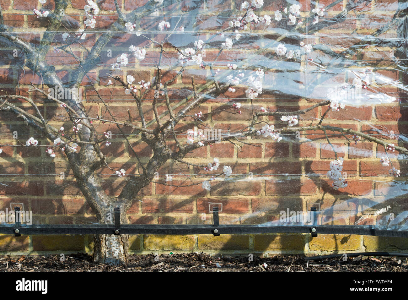Plastic screen protecting Apricot Delicot Flavorcot blossom at RHS ...