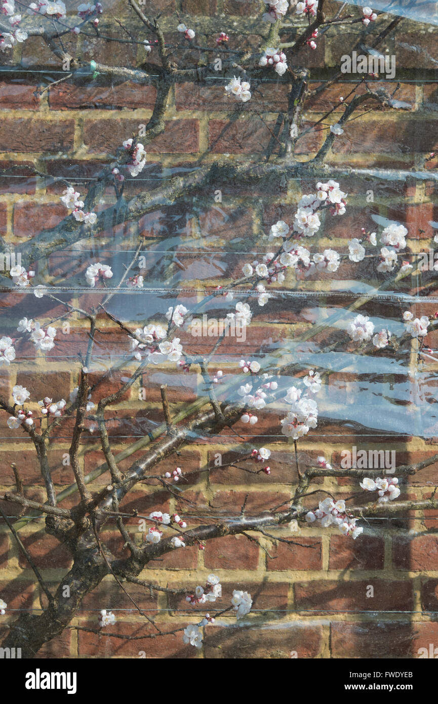 Plastic screen protecting Apricot Delicot Flavorcot blossom at RHS ...