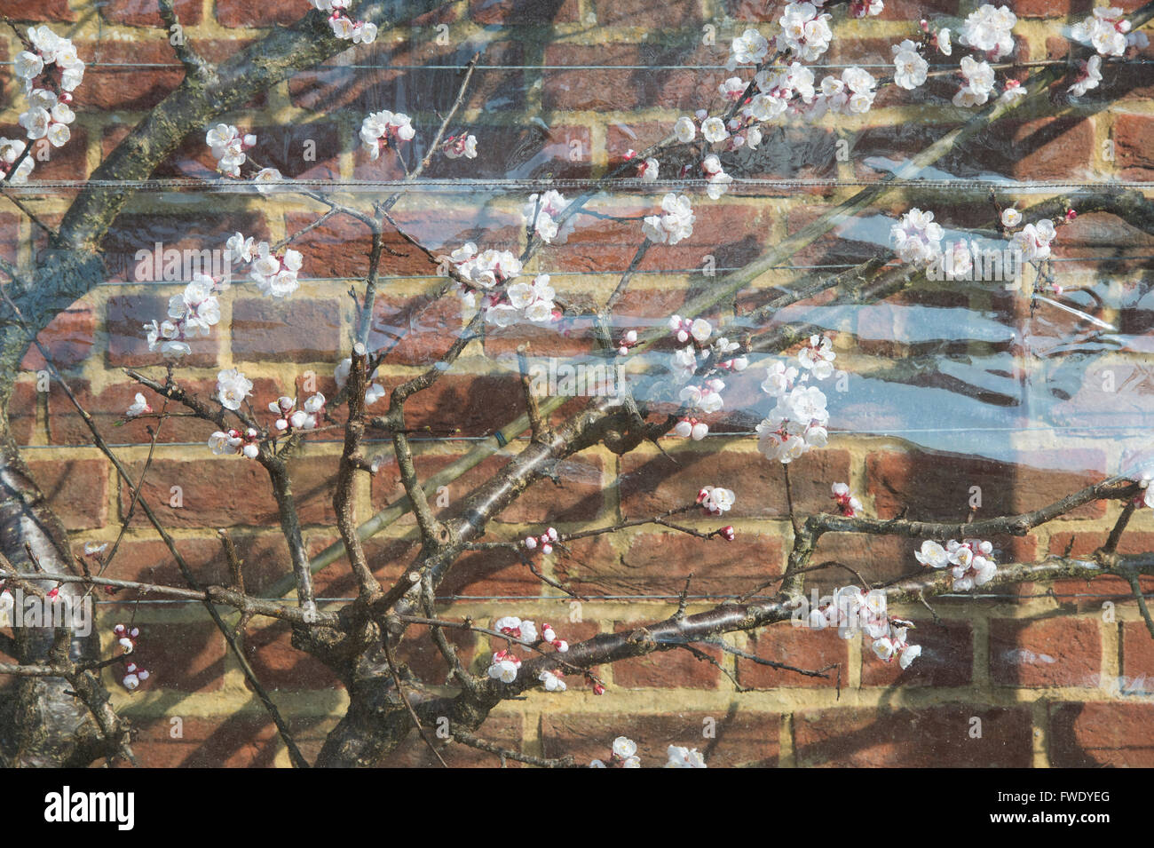 Plastic screen protecting Apricot Delicot Flavorcot blossom at RHS ...