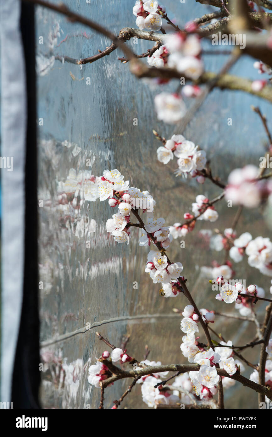 Plastic screen protecting Apricot Delicot Flavorcot blossom at RHS ...