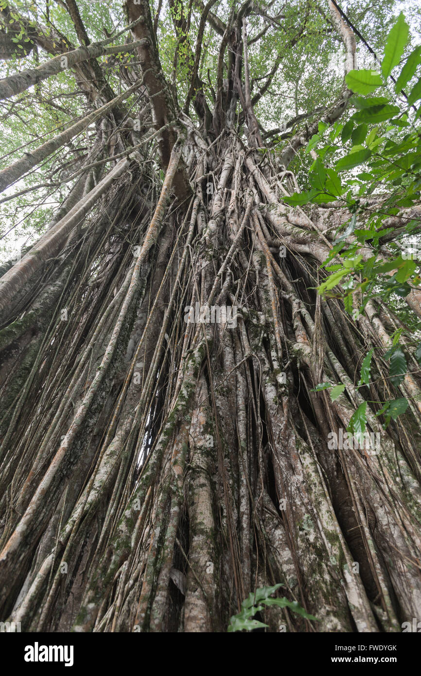 Banian trees hi-res stock photography and images - Alamy