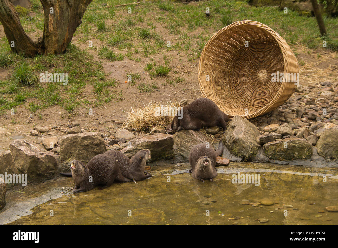Otter feeding time hi-res stock photography and images - Alamy