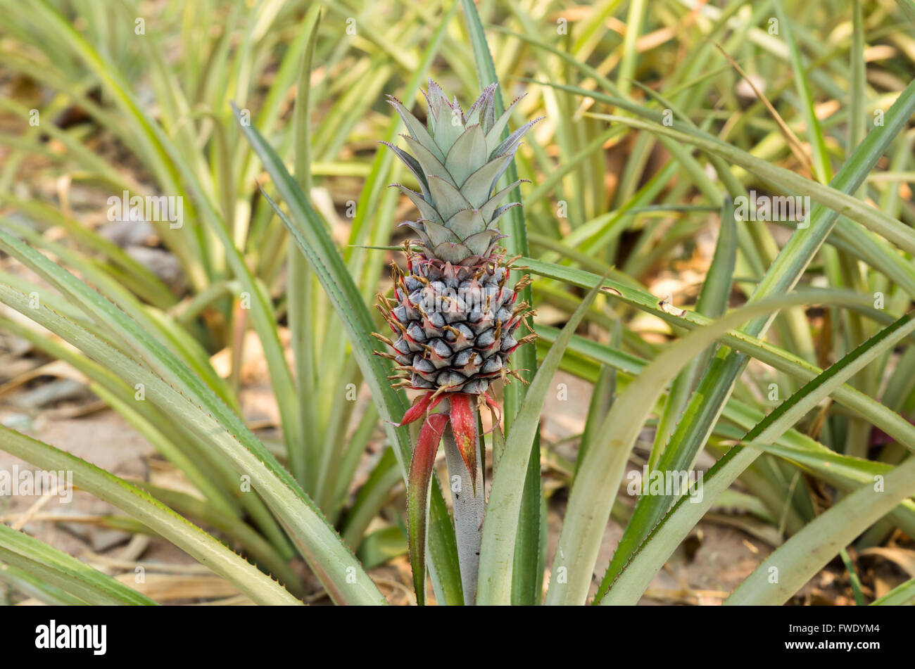 Pineapple farm thailand hi-res stock photography and images - Alamy