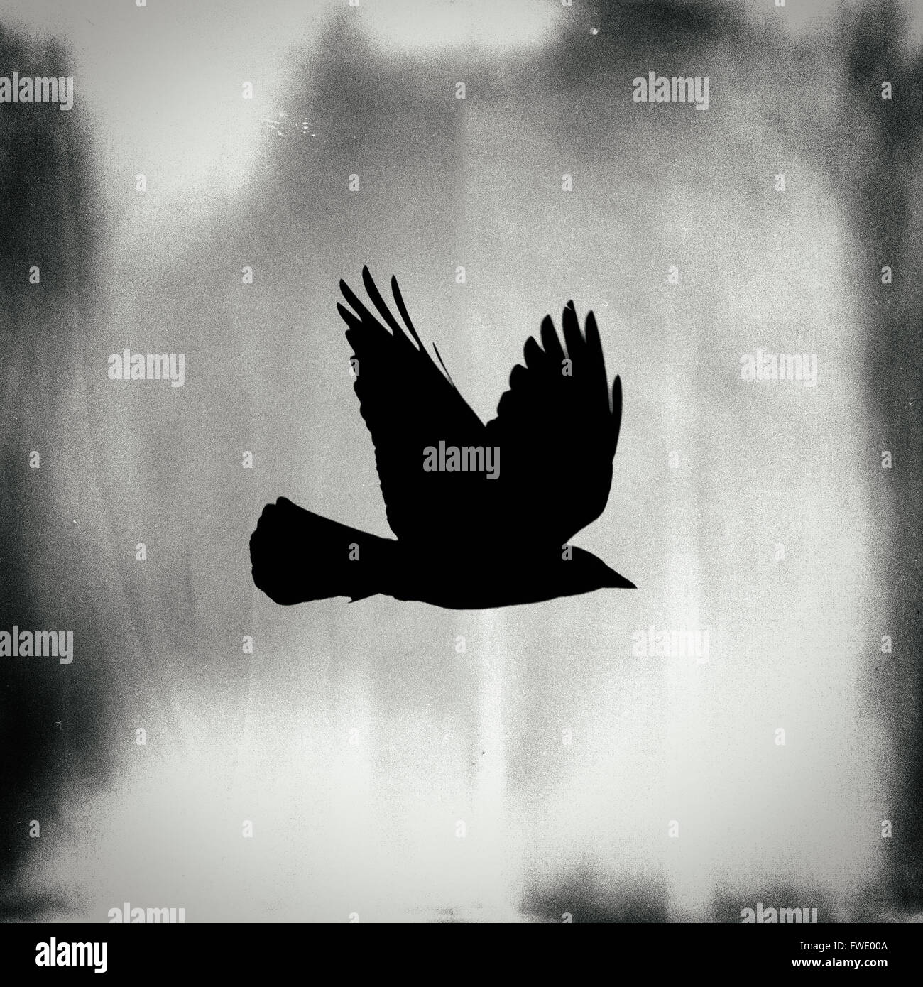 Raven flying at night hi-res stock photography and images - Alamy