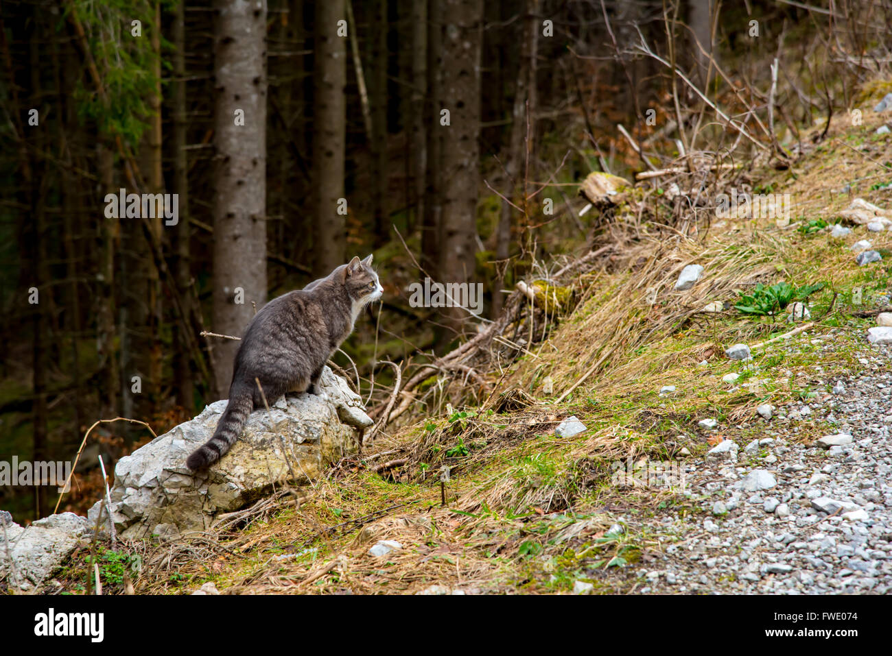 Norwegian forest cat long hair hi-res stock photography and images - Alamy