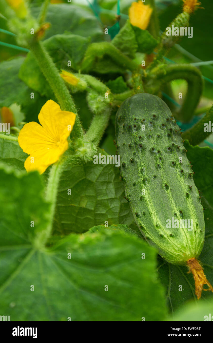 Big growing cucumber in and its flower Stock Photo - Alamy