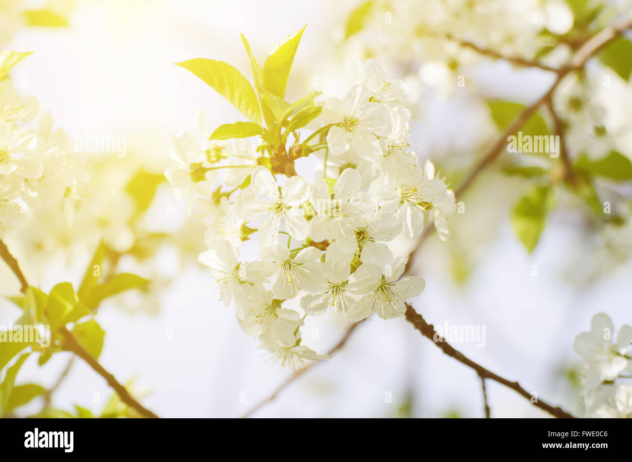 Cherry spring flowers Stock Photo - Alamy