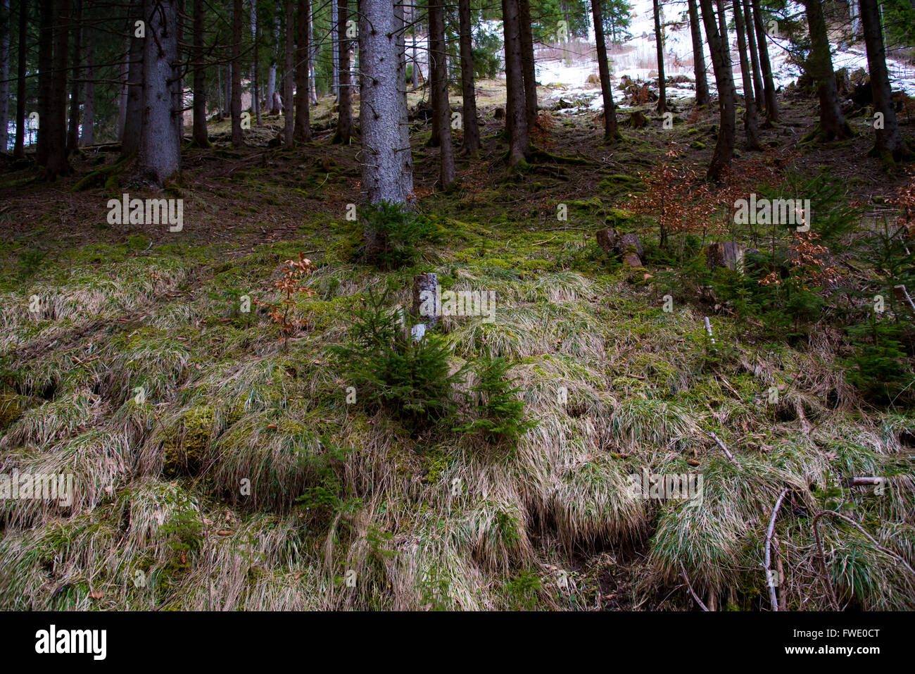 forest in the early spring Stock Photo - Alamy