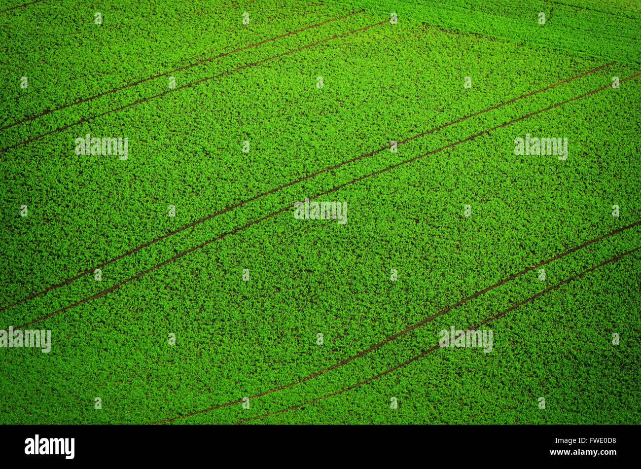 Green grass field background Stock Photo - Alamy