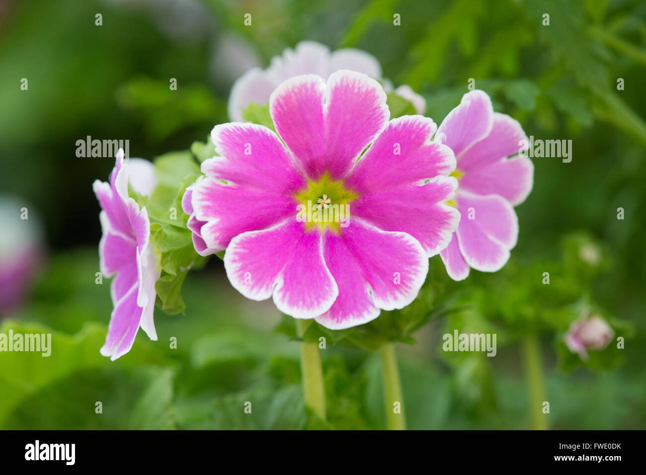 Primula obconica libre. German primrose Stock Photo - Alamy