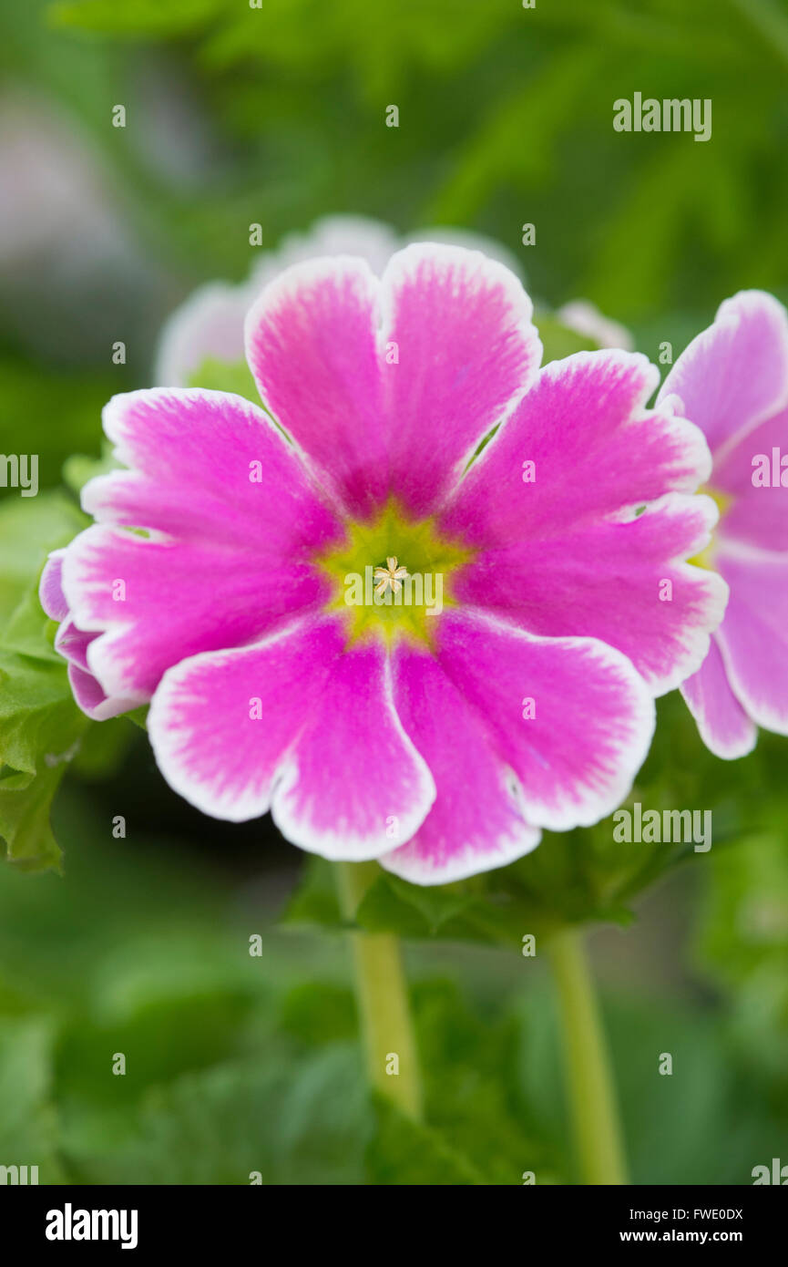 Primula obconica libre. German primrose Stock Photo - Alamy