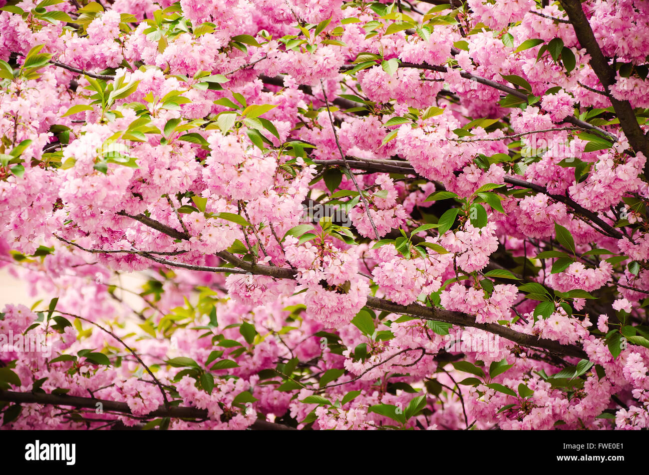 Sakura flowers blooming Stock Photo - Alamy