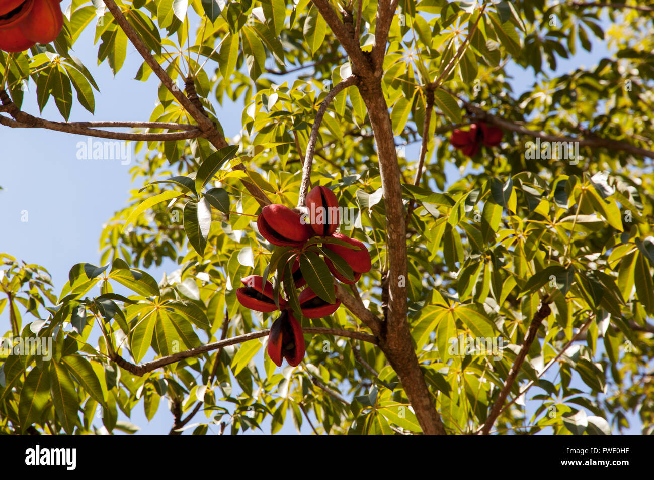 Ton Samrong or Bastard poom it is rare trees Stock Photo - Alamy