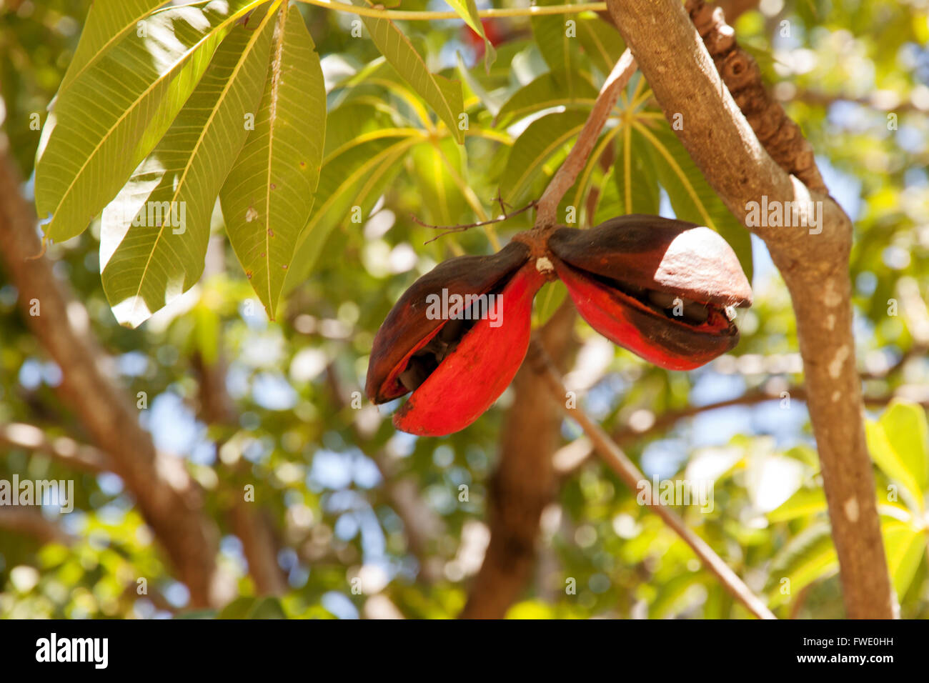 Ton Samrong or Bastard poom it is rare trees Stock Photo - Alamy