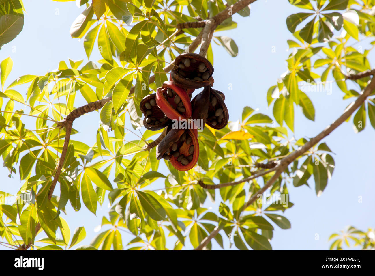 Ton Samrong or Bastard poom it is rare trees Stock Photo - Alamy