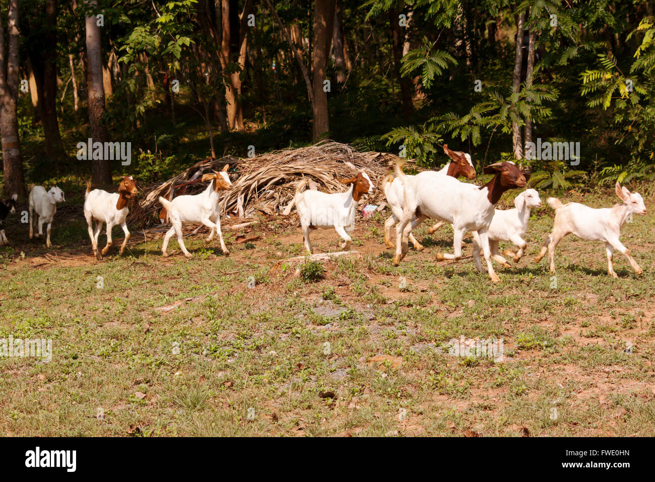 Herd of goat livestock in farm. Herding animals forage in nature Stock ...