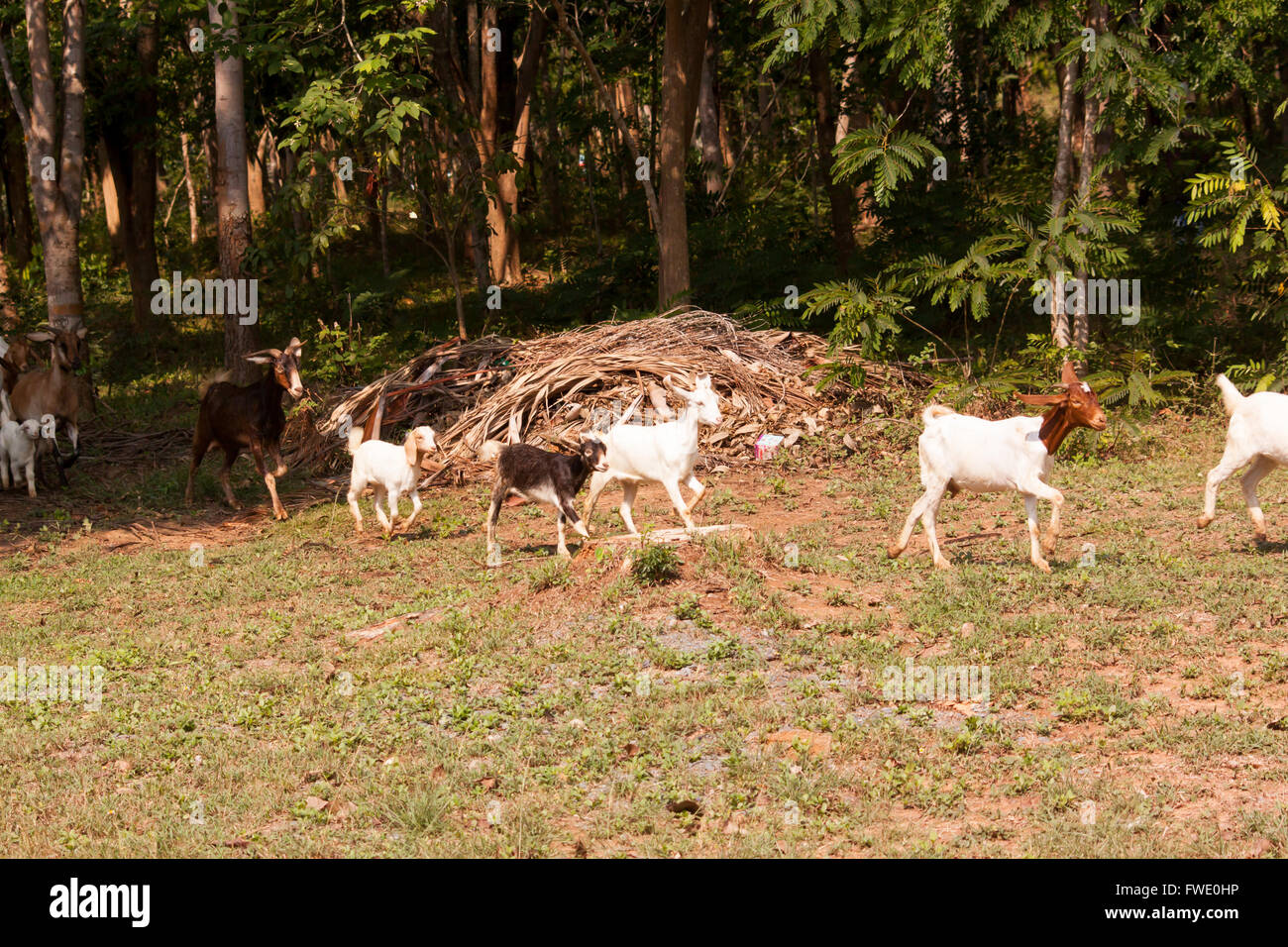 Herd of goat livestock in farm. Herding animals forage in nature Stock ...