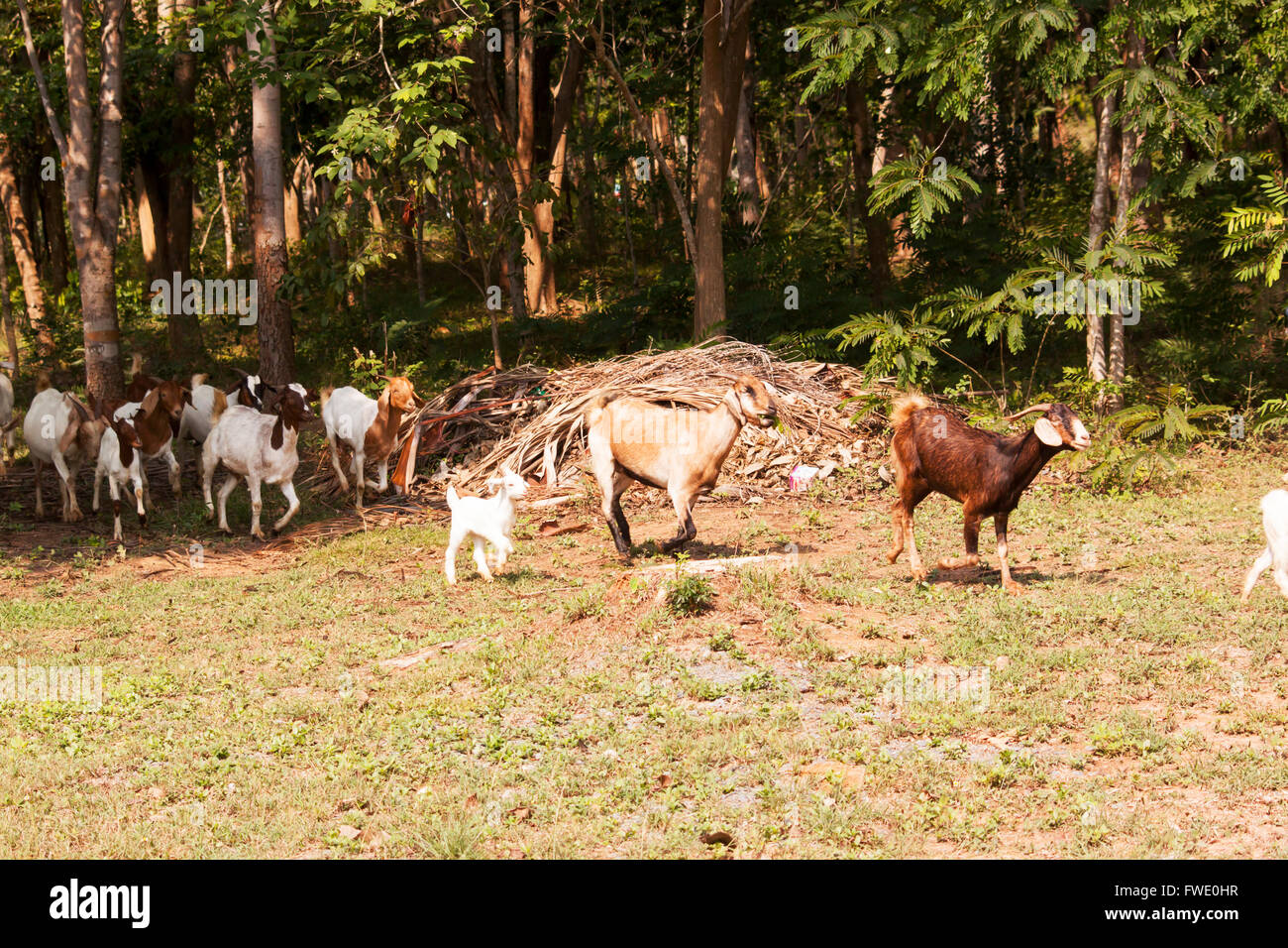 Herd of goat livestock in farm. Herding animals forage in nature Stock ...