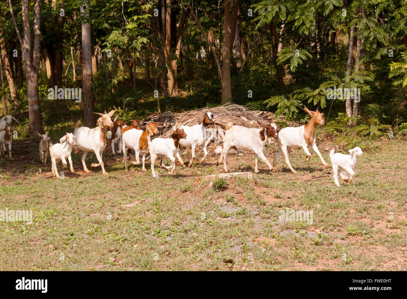 Farm animals group hi-res stock photography and images - Alamy