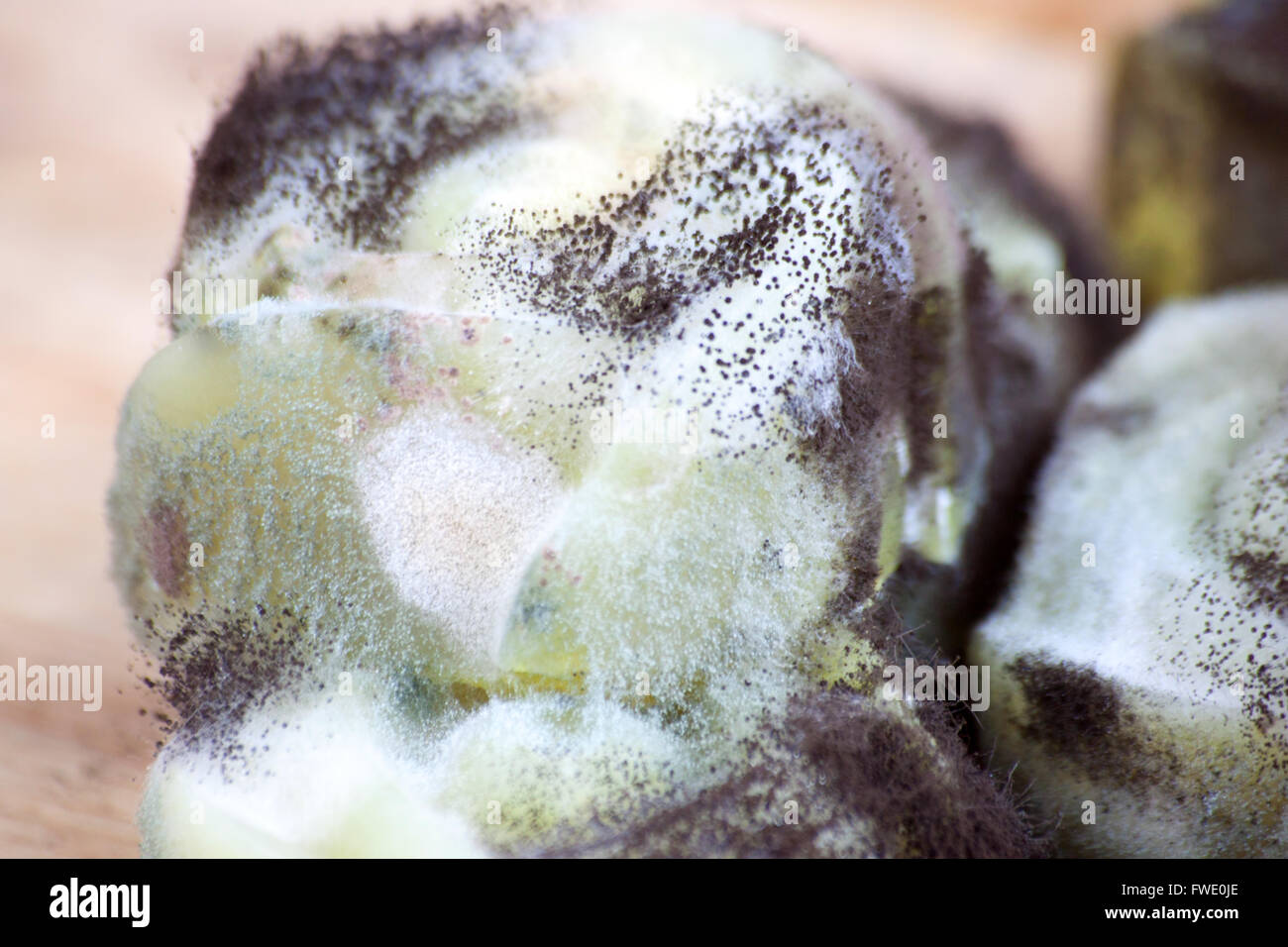 fungus on sweets the prolonged storage on wood Stock Photo - Alamy
