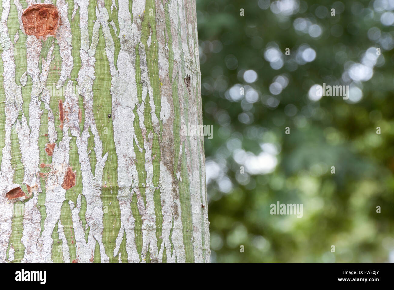 Bark tree is green and white stripes in blur background Stock Photo - Alamy