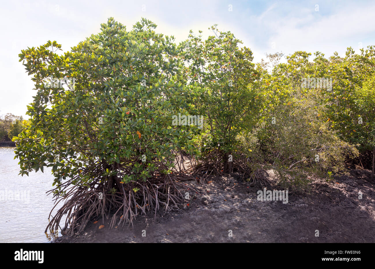 Mangrove forest in the seaside two photo shot to panorama Stock Photo ...