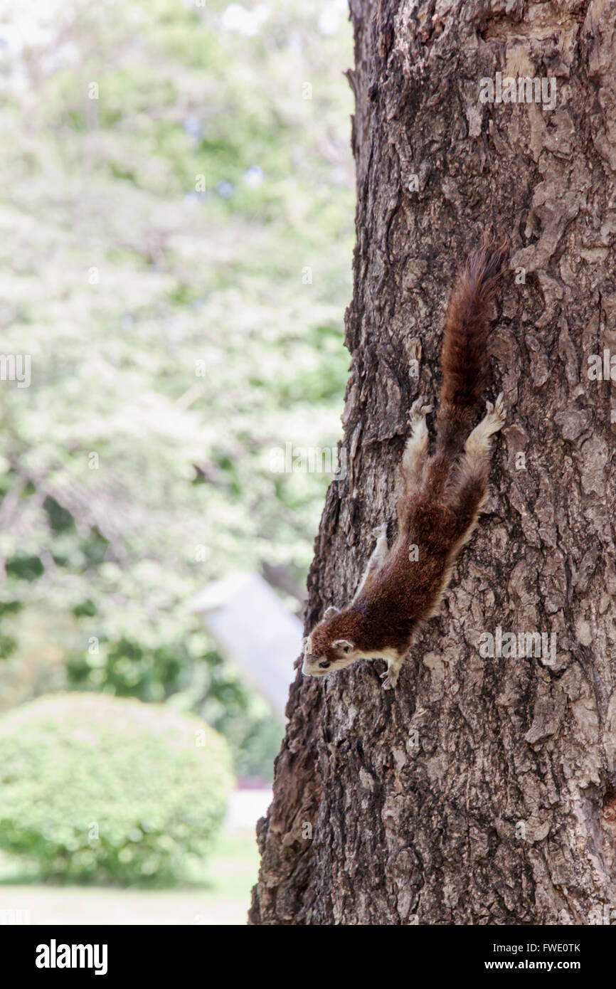 Squirrel on tree in downtown nature park Stock Photo - Alamy