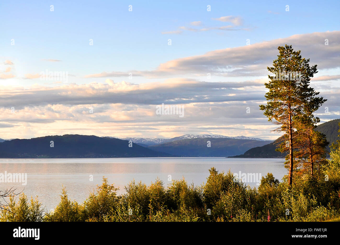 Pine trees on shore of sea bay illuminated by sun in slightly pink. In ...