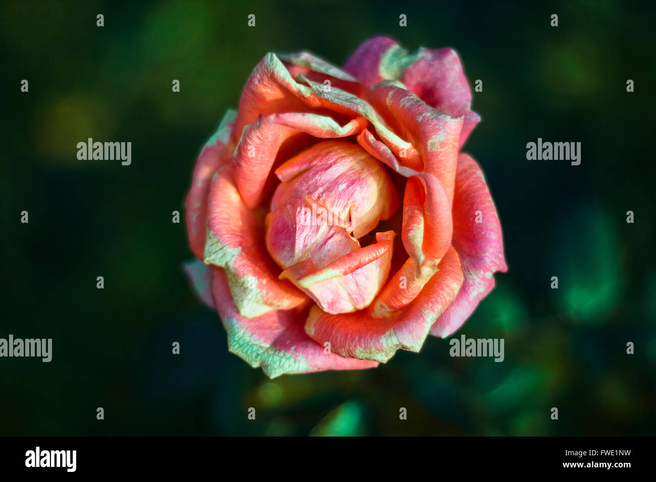 Red rose yellow in the middle hi-res stock photography and images - Alamy