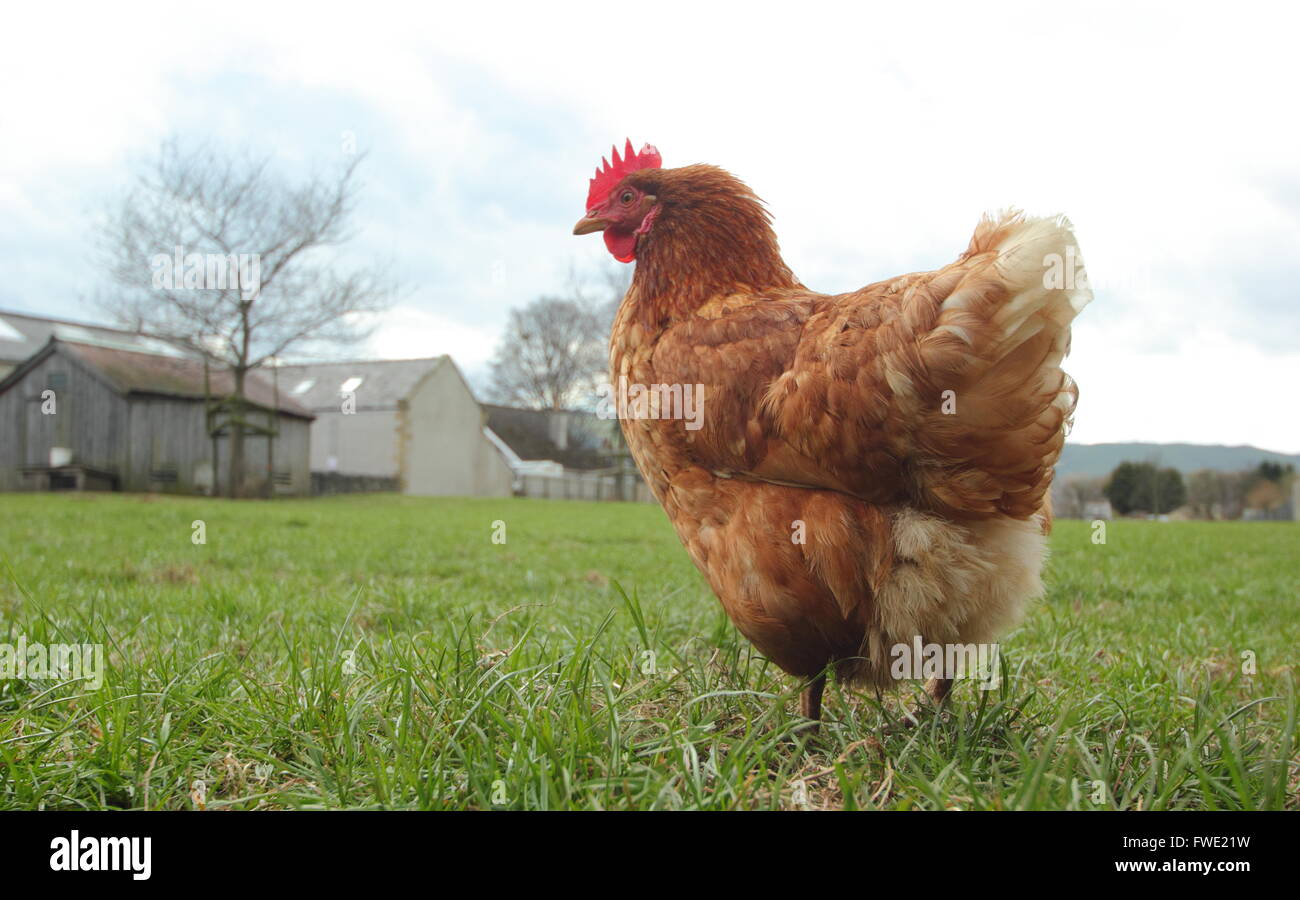 Hens field hi-res stock photography and images - Alamy