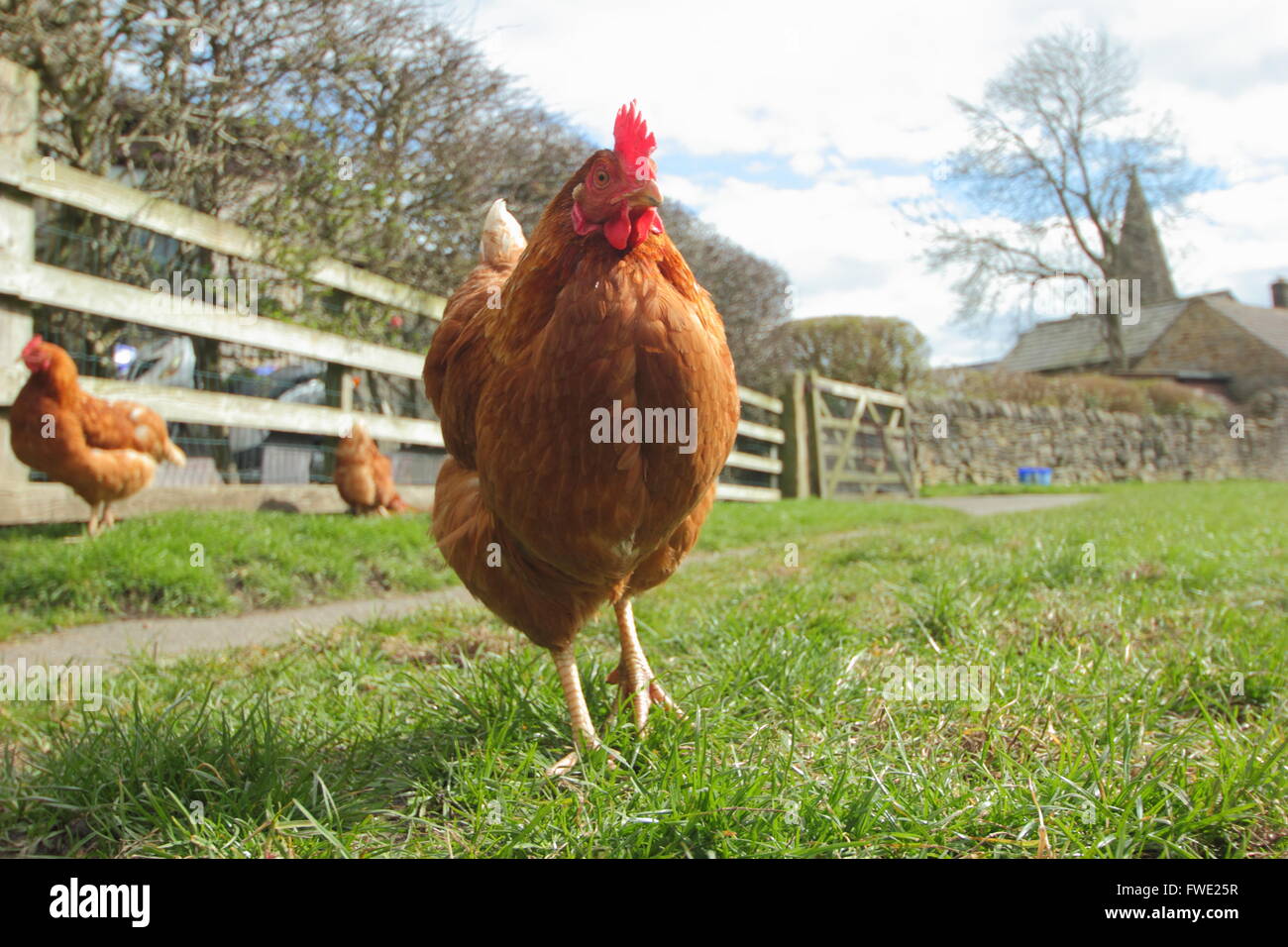 A free range chicken roaming outside in a grass field in the village of ...