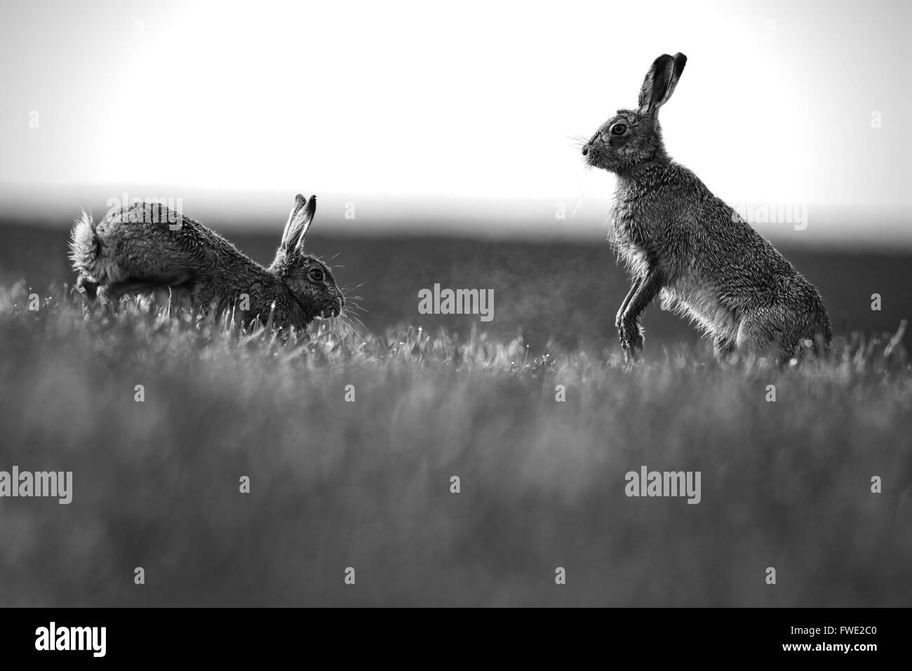 Hares boxing black white hi-res stock photography and images - Alamy