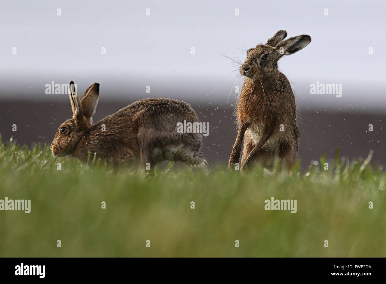 Mad March Hares! European or Brown Hares (Lepus europaeus) "boxing ...
