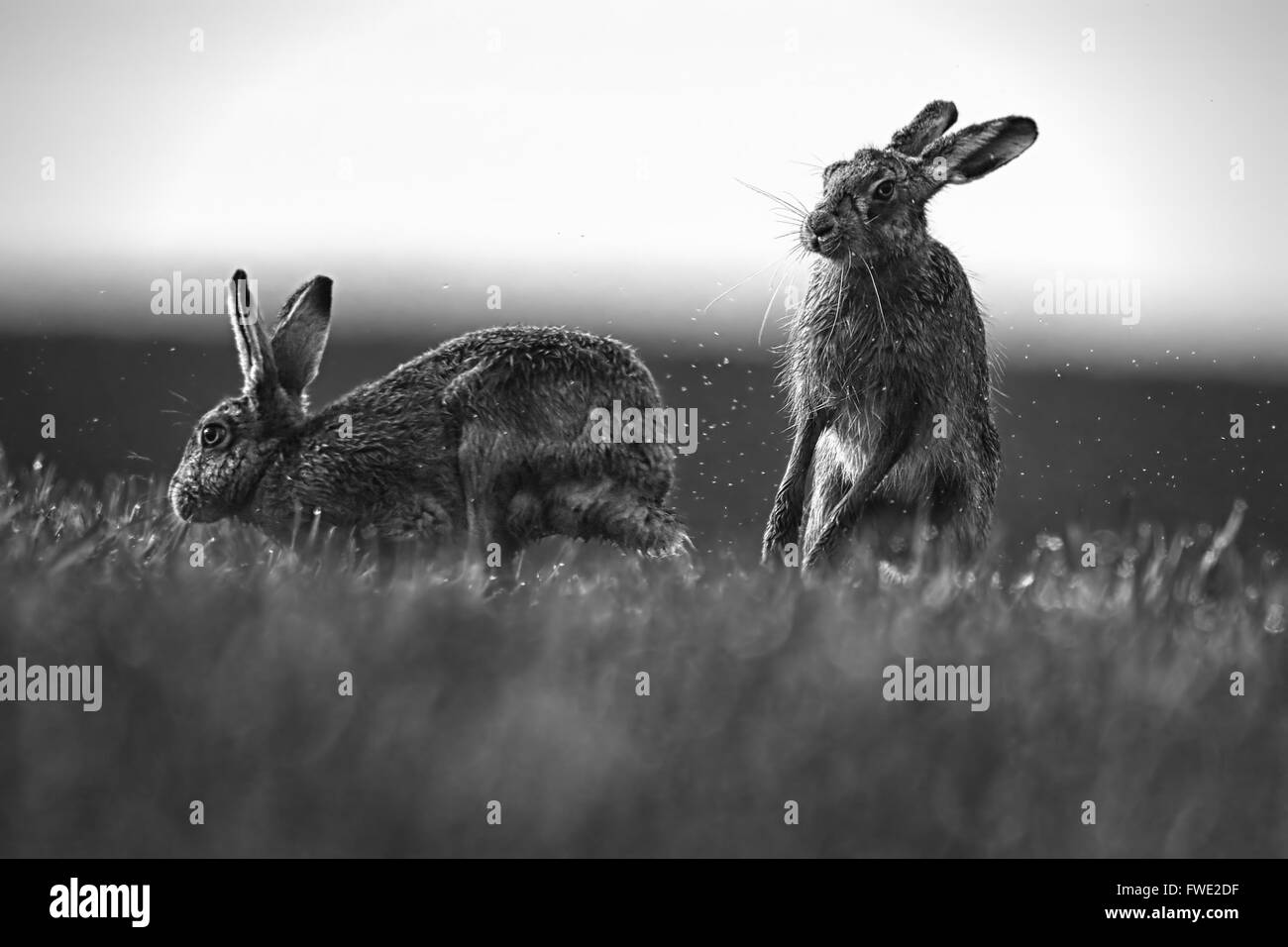 Hares boxing black white hi-res stock photography and images - Alamy