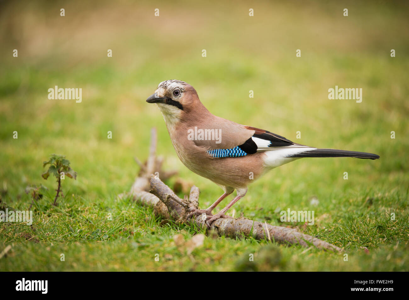 Jay bird hi-res stock photography and images - Alamy