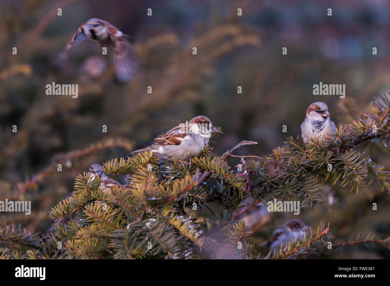 Young male sparrow (Passer domesticus Stock Photo - Alamy