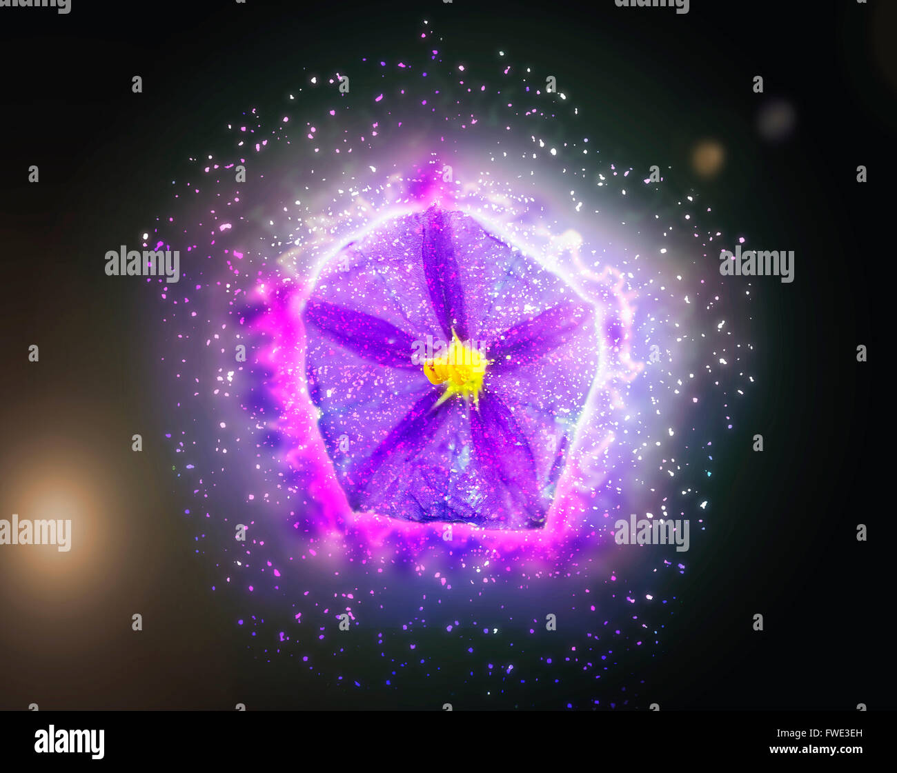 Digitally manipulated purple garden flower Stock Photo - Alamy