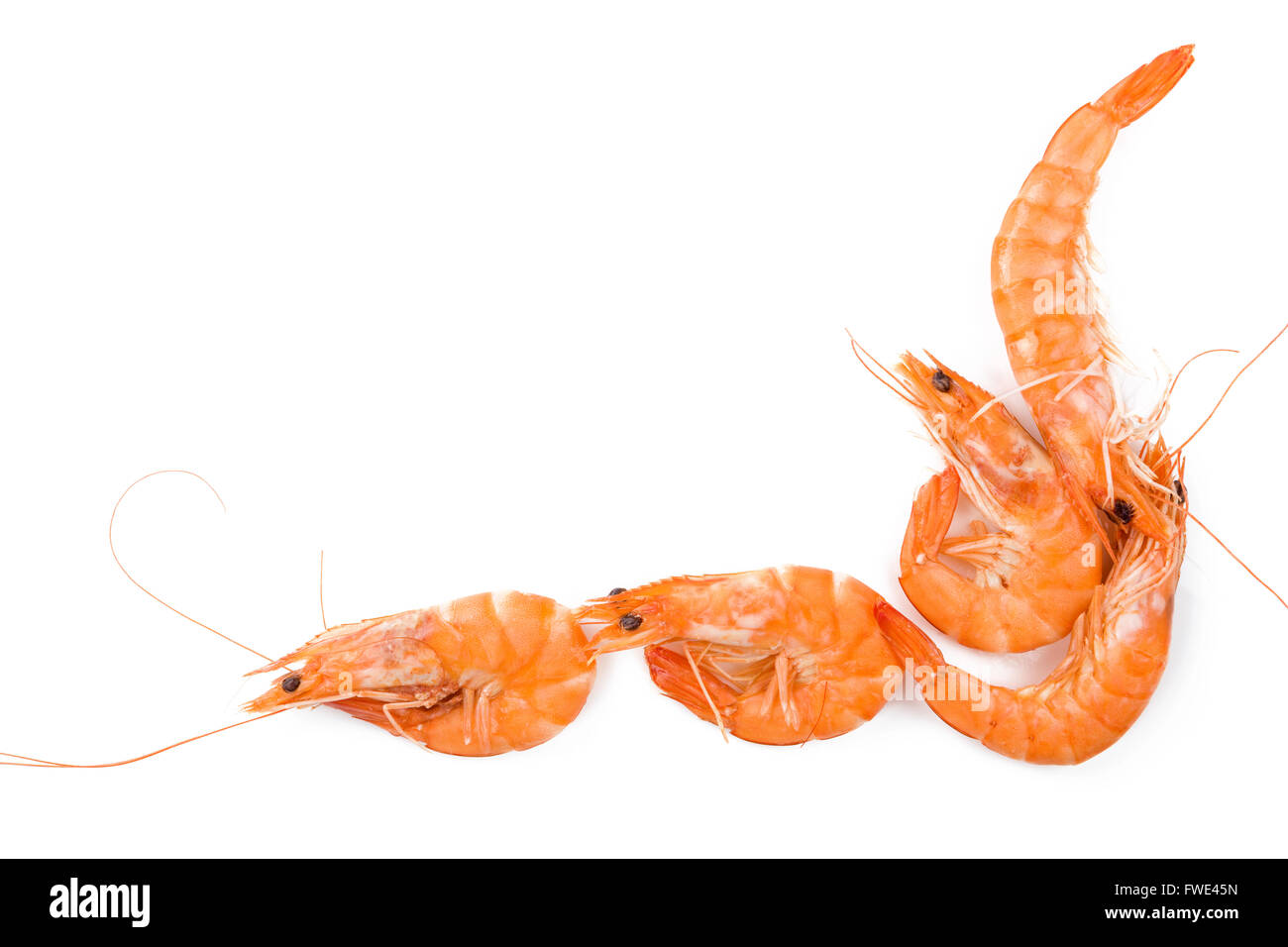 Shrimp background with copyspace. Fresh shrimp on white background top ...