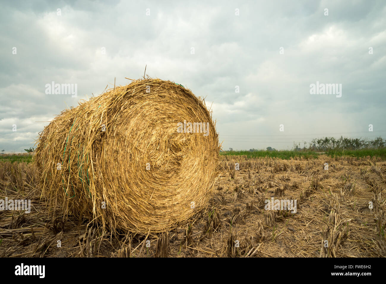 Rolls of haystack on the paddy field. A cloudy scenery with haystack in ...