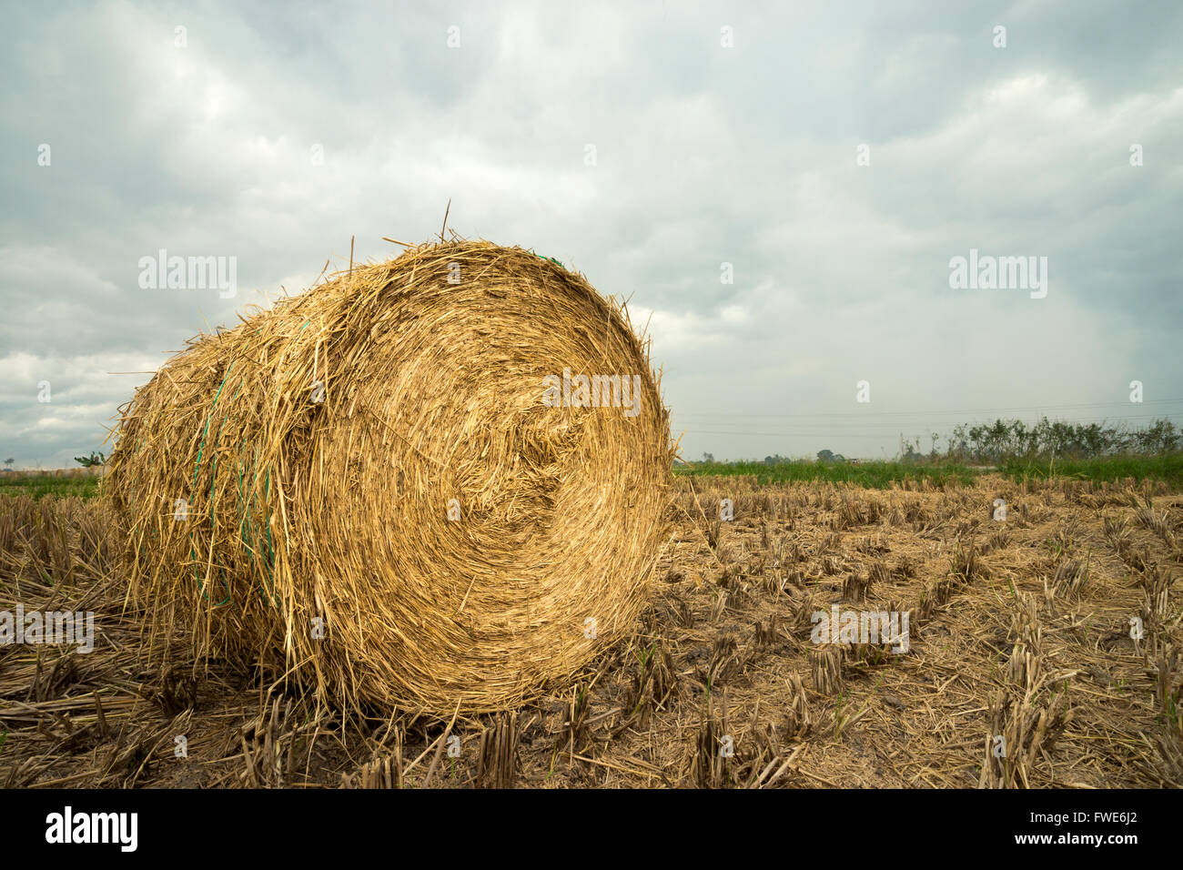 Rolls of haystack on the paddy field. A cloudy scenery with haystack in ...