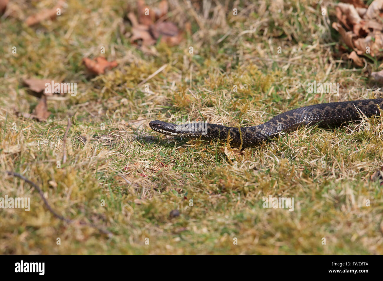 Adder (Vipera berus Stock Photo - Alamy