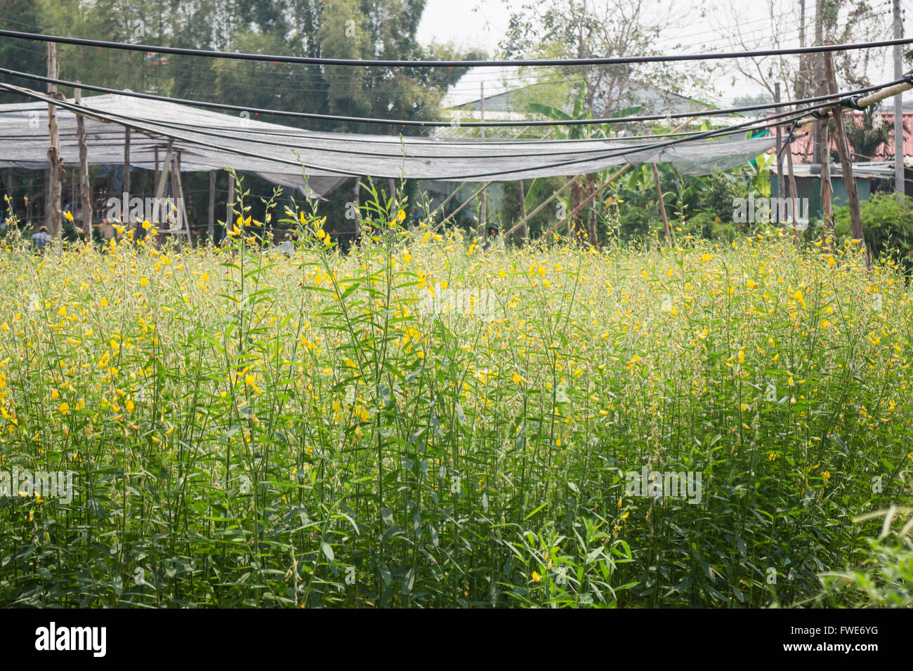 Organic sun hemp flower in farm, stock photo Stock Photo - Alamy