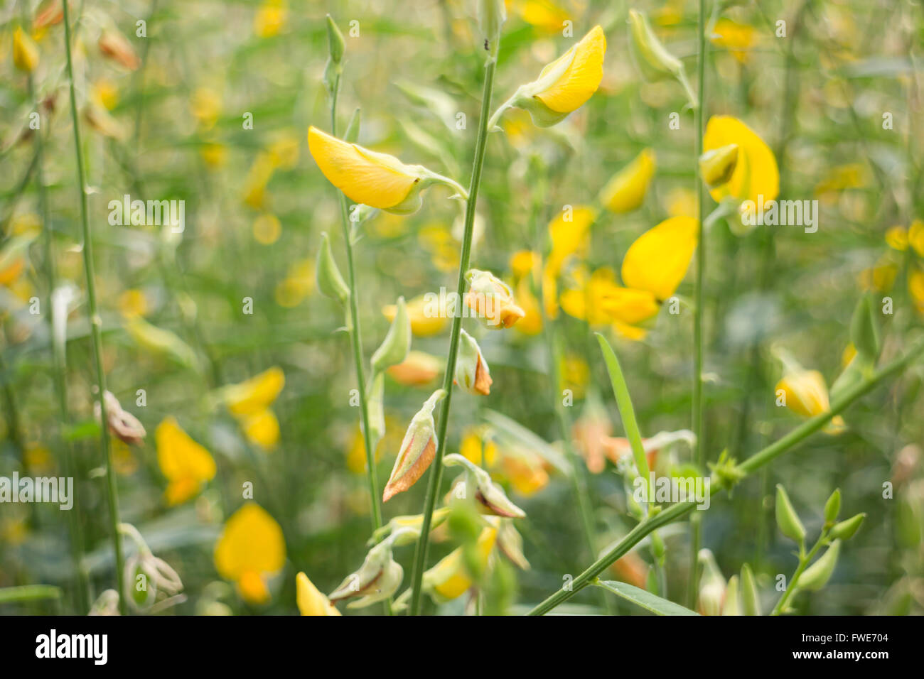 Hemp flower hi-res stock photography and images - Alamy
