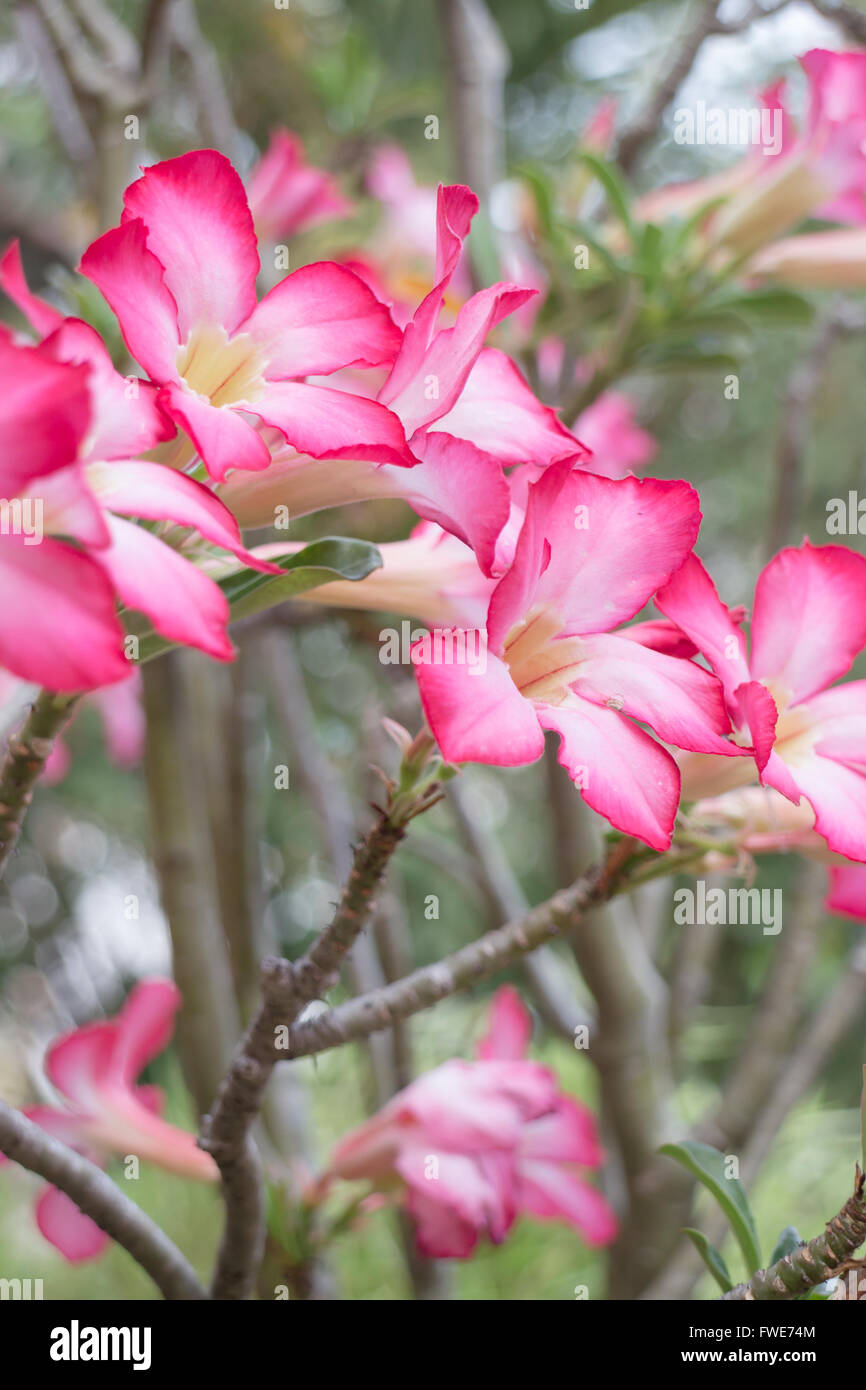 Beautiful pink azalea flowers hi-res stock photography and images - Alamy