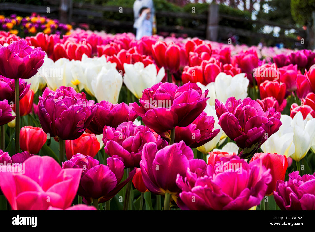 Vibrant colors fill your eyes, the smell of fresh flowers fill the air ...