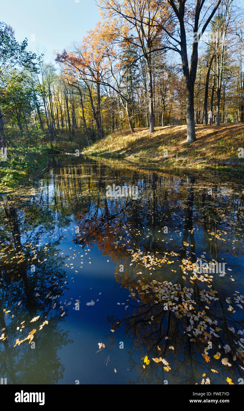 Pond with yellow leaves of oak tree on water surface in city autumn ...